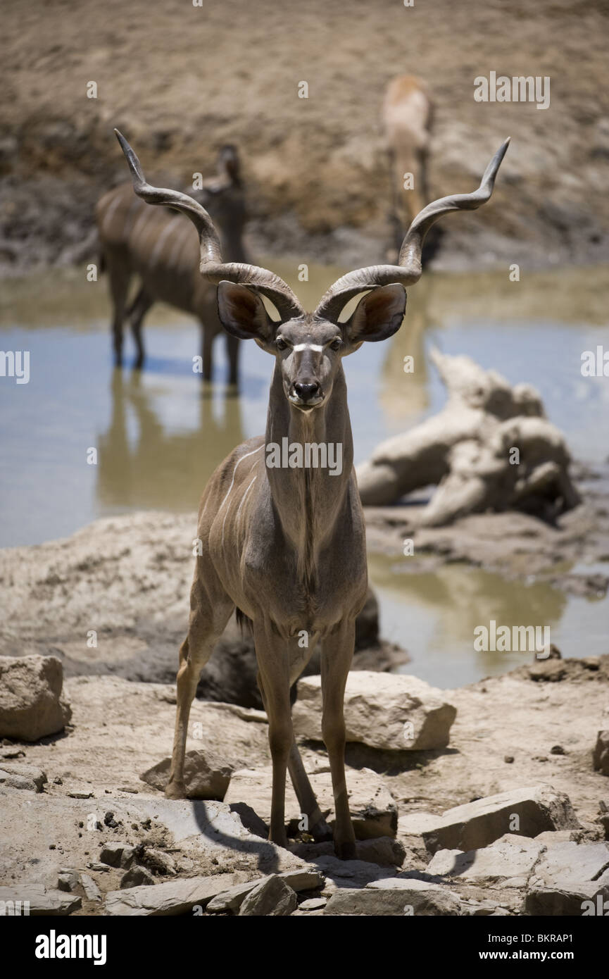Kudu waterhole hi-res stock photography and images - Alamy