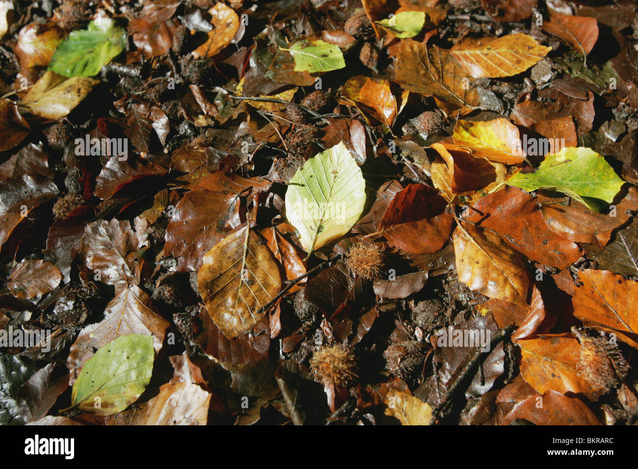 Rotten fallen leaves hi-res stock photography and images - Alamy
