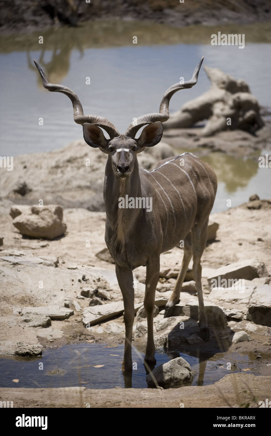Kudu at Hobatere waterhole, Namibia Stock Photo - Alamy