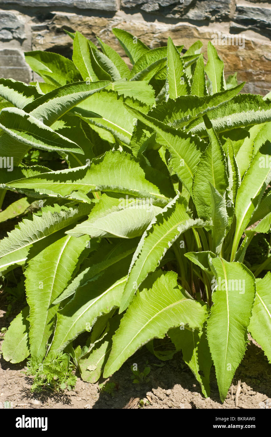 Inula helenium, Elecampane, Asteraceae, Asia, Yellow, flowers ...