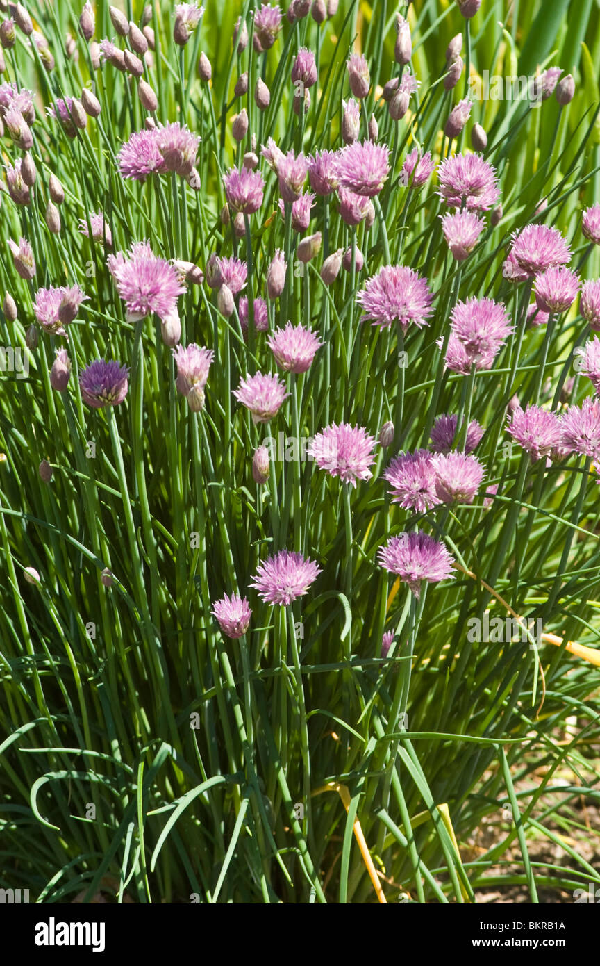 Wild chives hi-res stock photography and images - Alamy