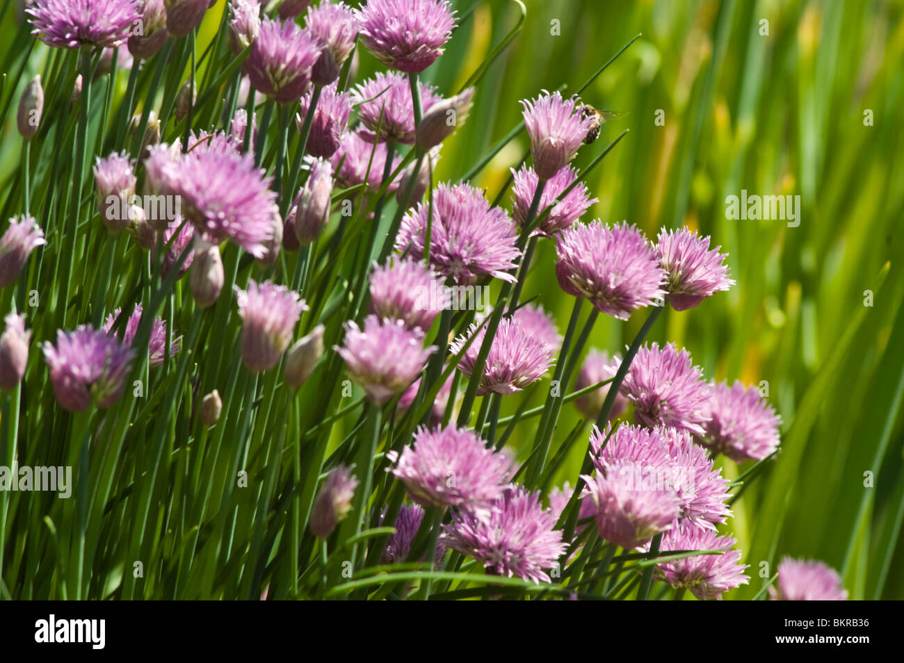 Allium Schoenoprasum, Pink bloossom, Alliaceae, Asia, Pink, violet ...