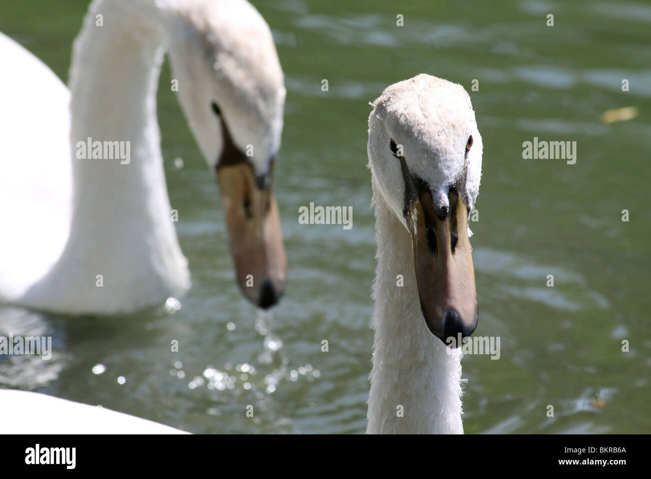 Nebraska animal nature hi-res stock photography and images - Alamy