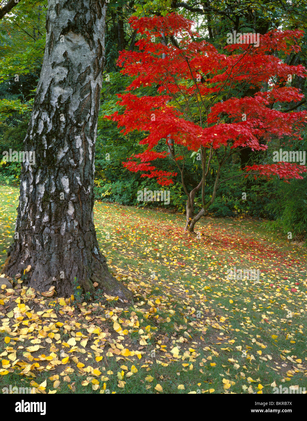 Seattle, WA Brilliant red autumn colors of a Japanese maple growing ...