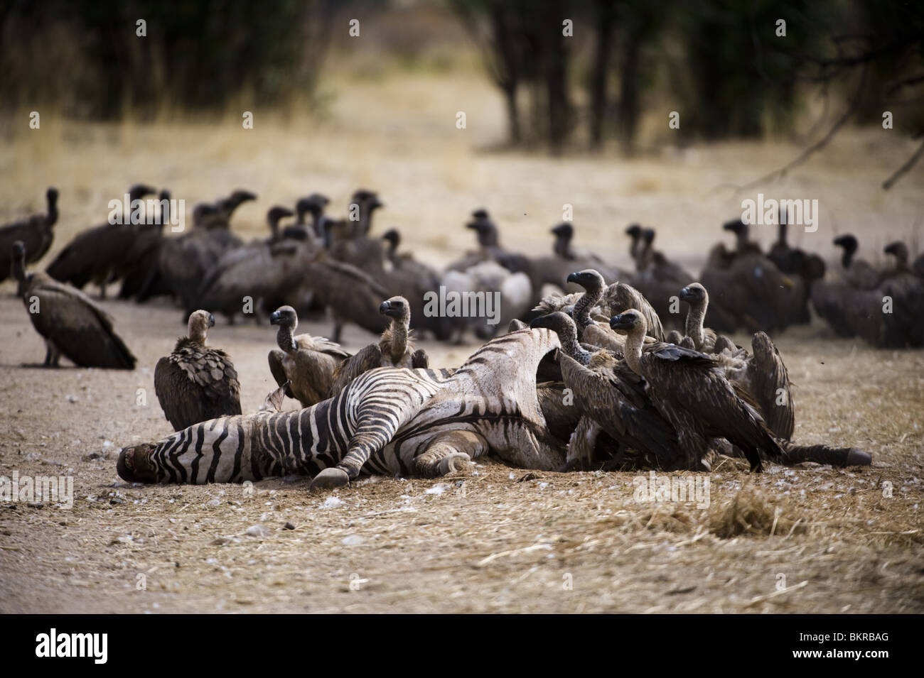 Vultures around a zebra carcass killed by lions the night before ...