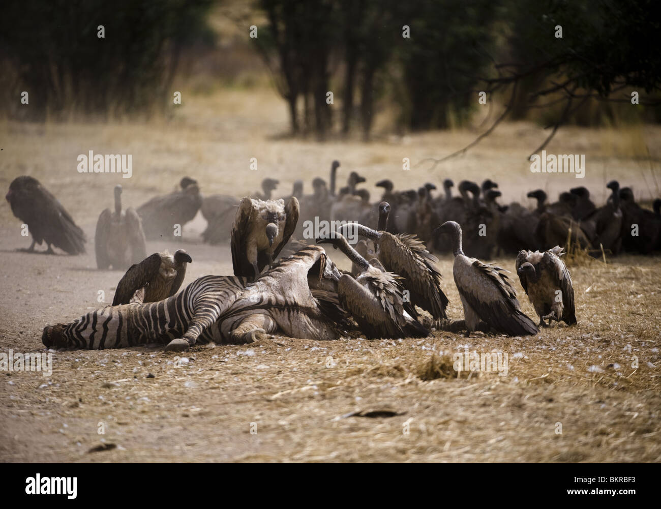 Vultures around a zebra carcass killed by lions the night before ...