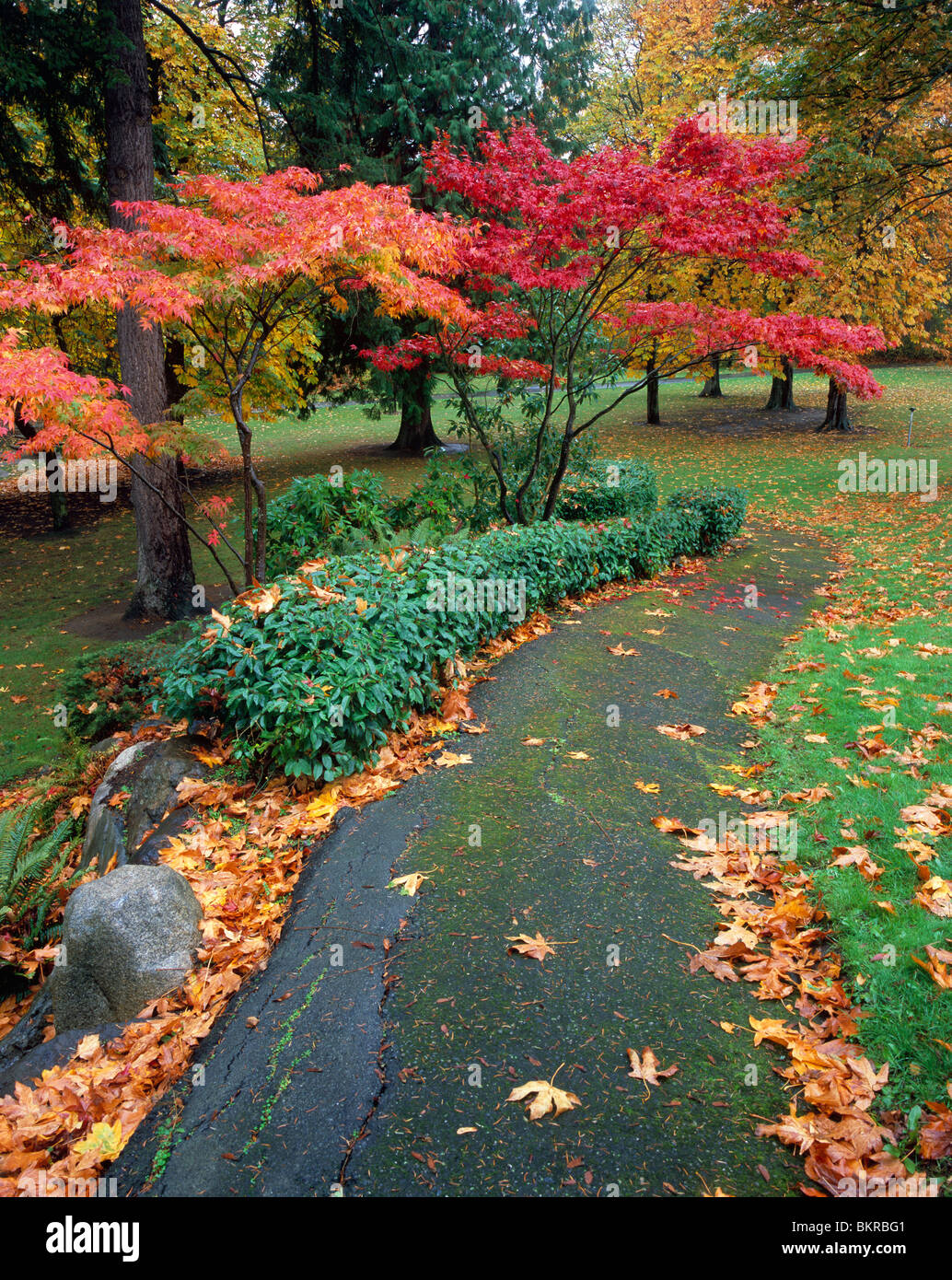 Seattle, WA Quiet path in Magnolia Park framed with vine maples in fall ...