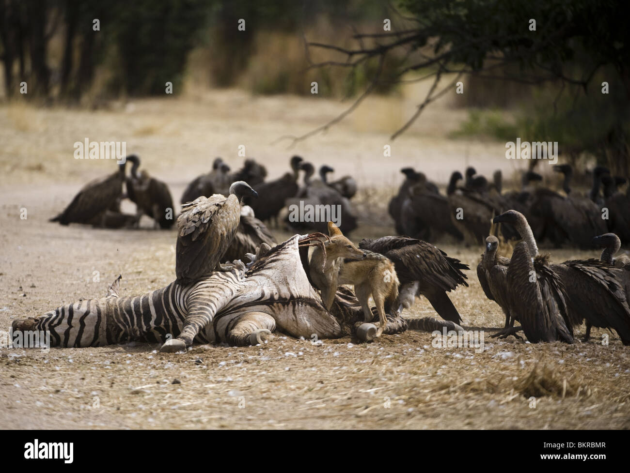 Vultures around a zebra carcass killed by lions the night before ...