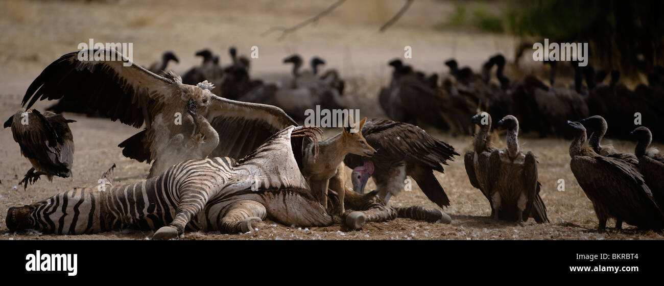 Vultures around a zebra carcass killed by lions the night before ...