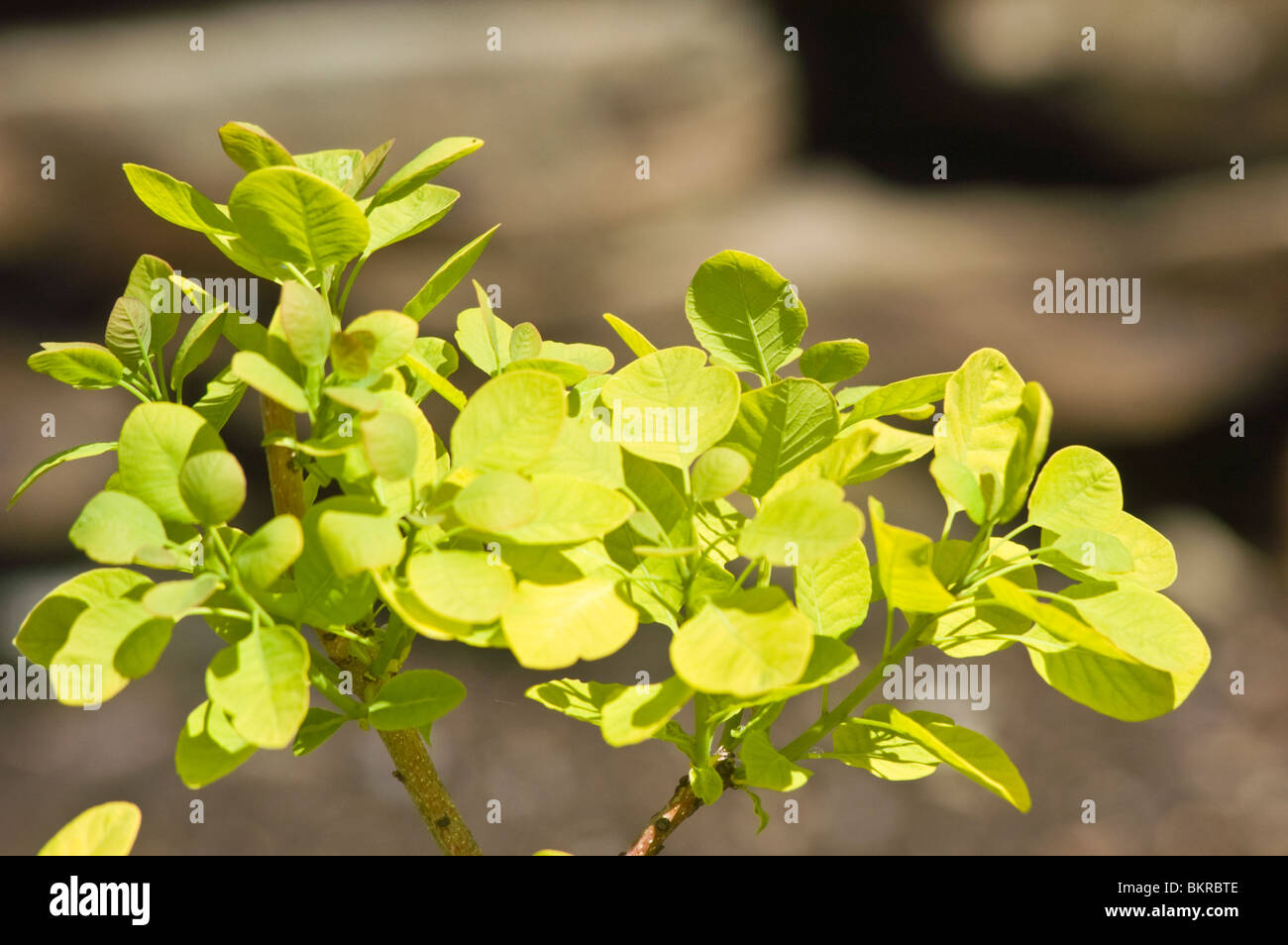 Spring yellow leaves of Cotinus Coggygria, Common Smoketree, Smokebush ...