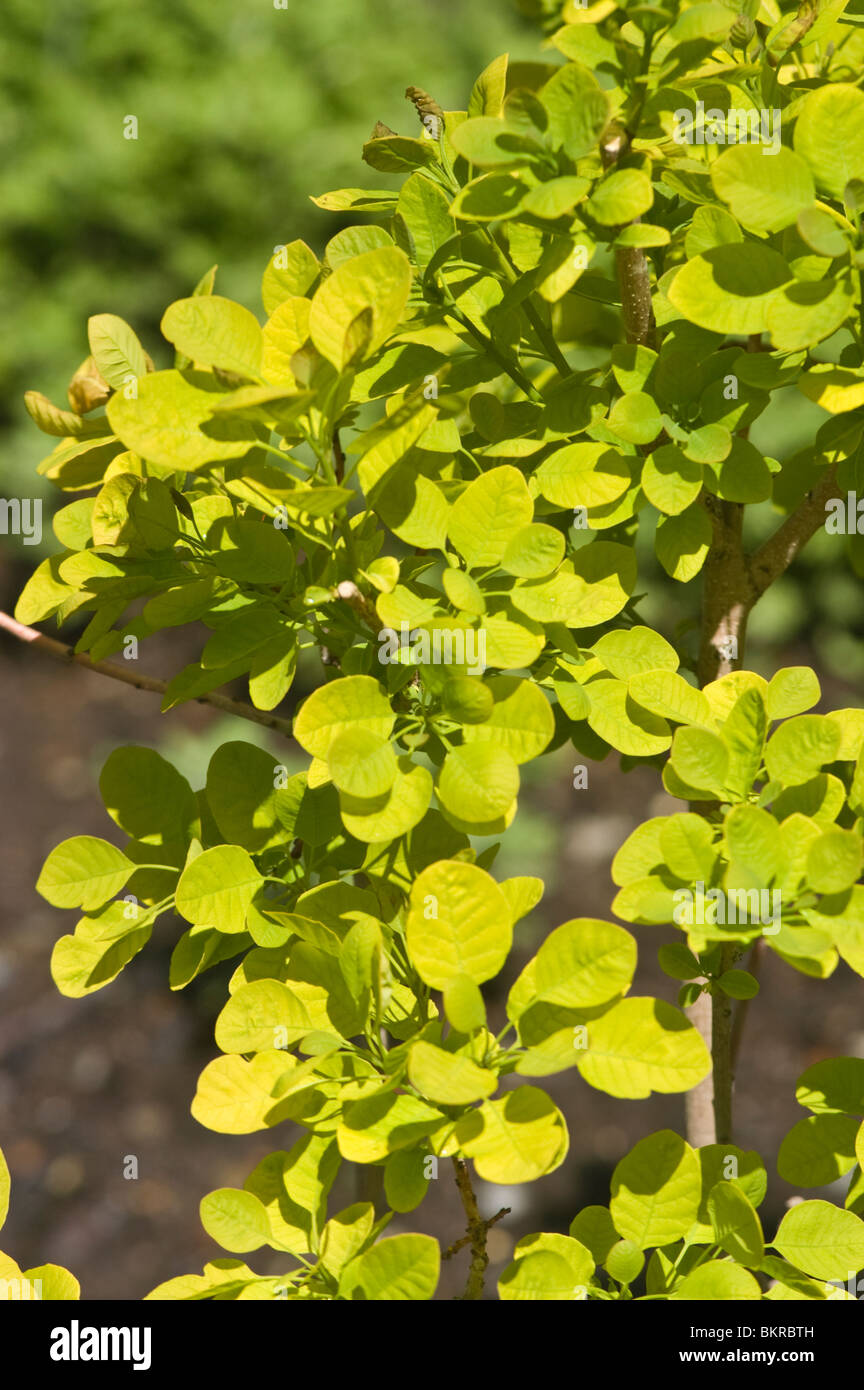 Spring yellow leaves of Cotinus Coggygria, Common Smoketree, Smokebush ...