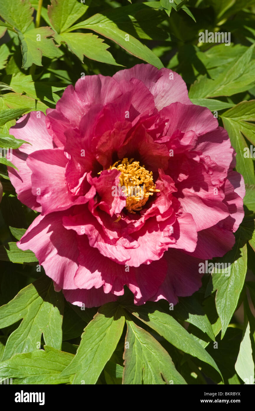 Red flower of tree peony, Paeonia Leda Stock Photo - Alamy