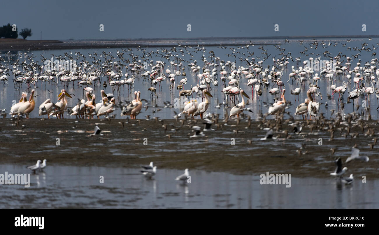 Flamingos and pelicans in Walvis Bay lagoon, Namibia Stock Photo - Alamy