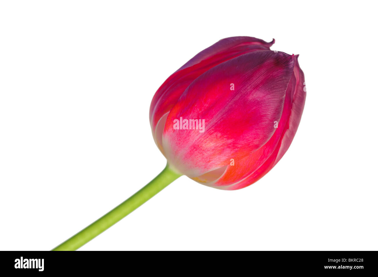 A closeup of a tulip isolated on white Stock Photo - Alamy