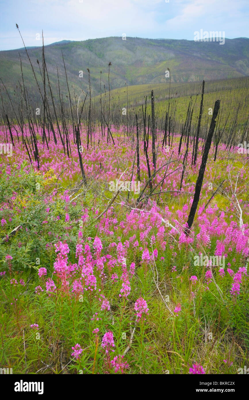 Dawson range hi-res stock photography and images - Alamy