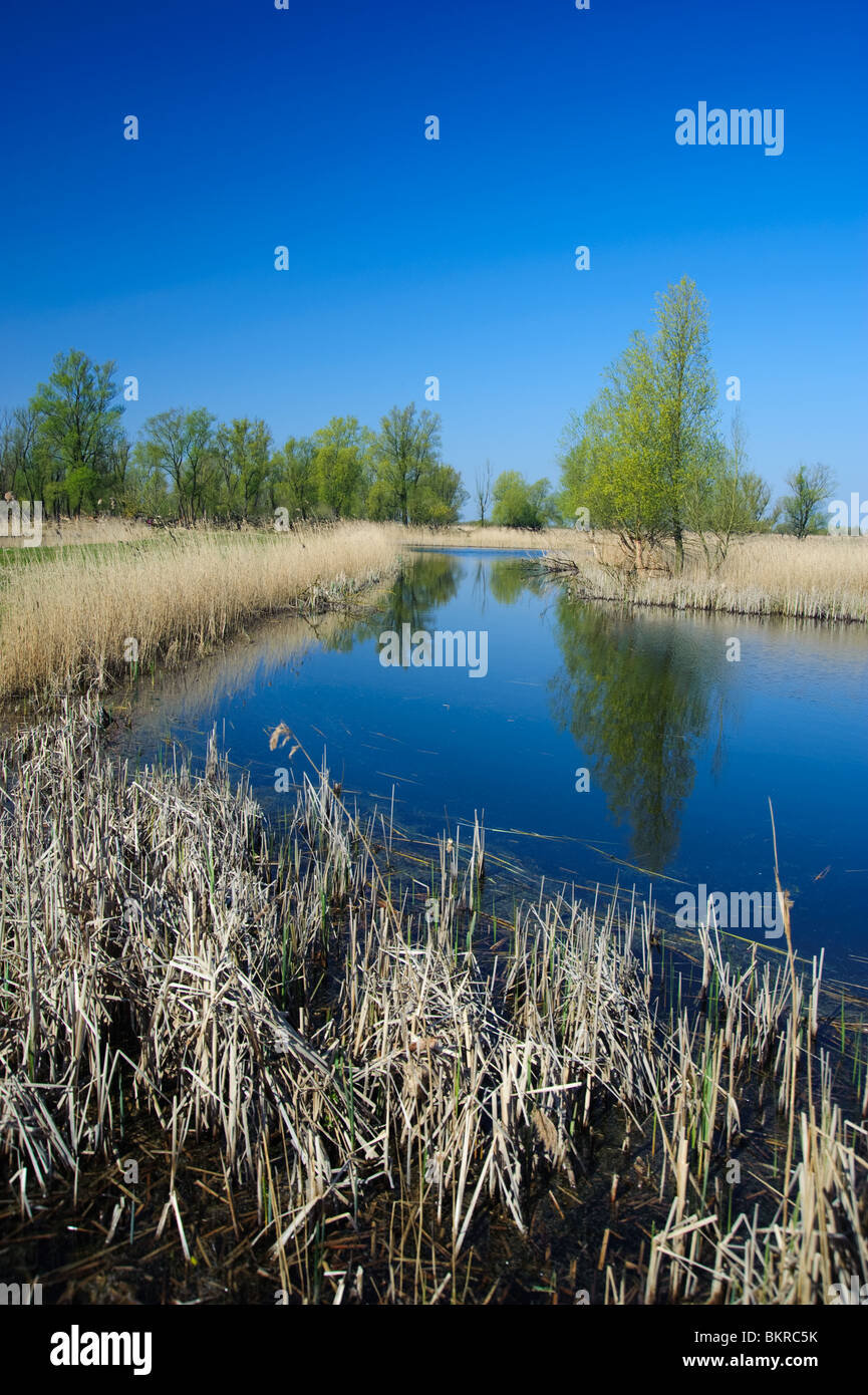 River with reed through a national park Stock Photo - Alamy