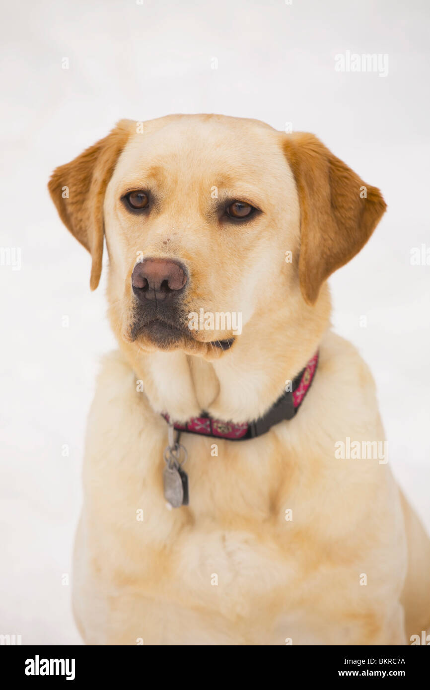 Golden Labrador Retriever Dog Stock Photo - Alamy