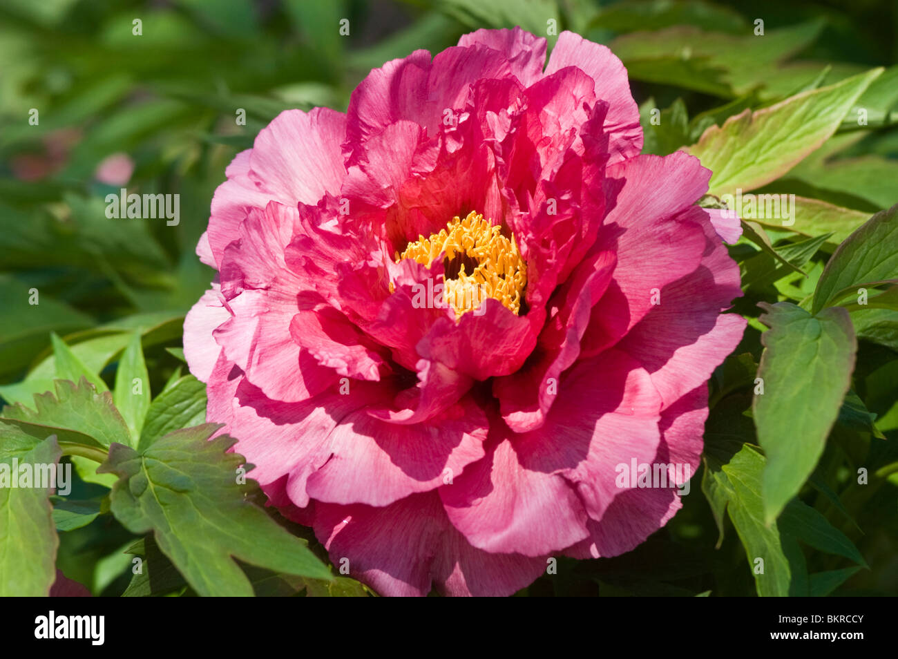 Red paeonia hi-res stock photography and images - Alamy