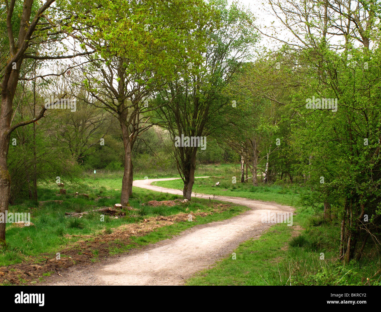 A country path winding between the trees Stock Photo - Alamy