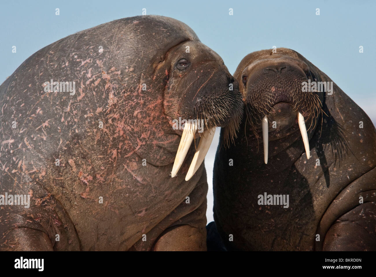 Walrus hi-res stock photography and images - Alamy