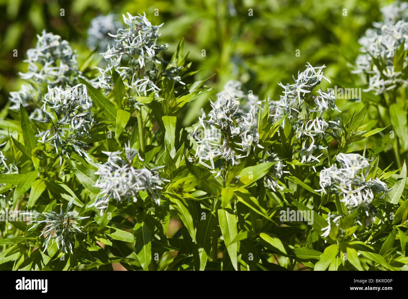 Eastern bluestar (Amsonia tabernaemontana) flowers. Pale blue star ...