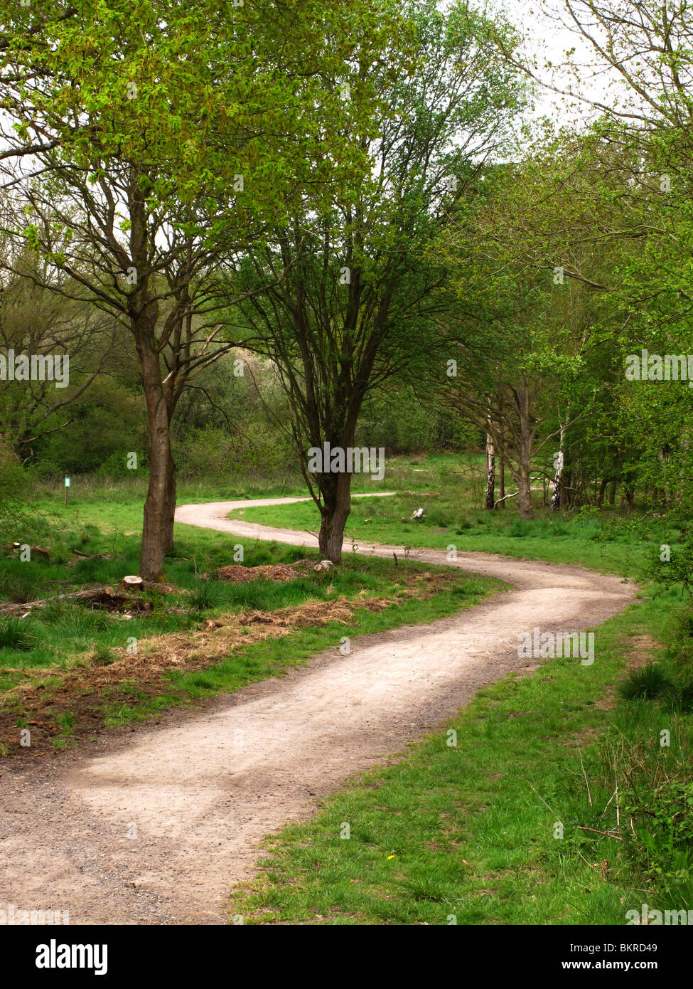 A country path winding between the trees Stock Photo - Alamy
