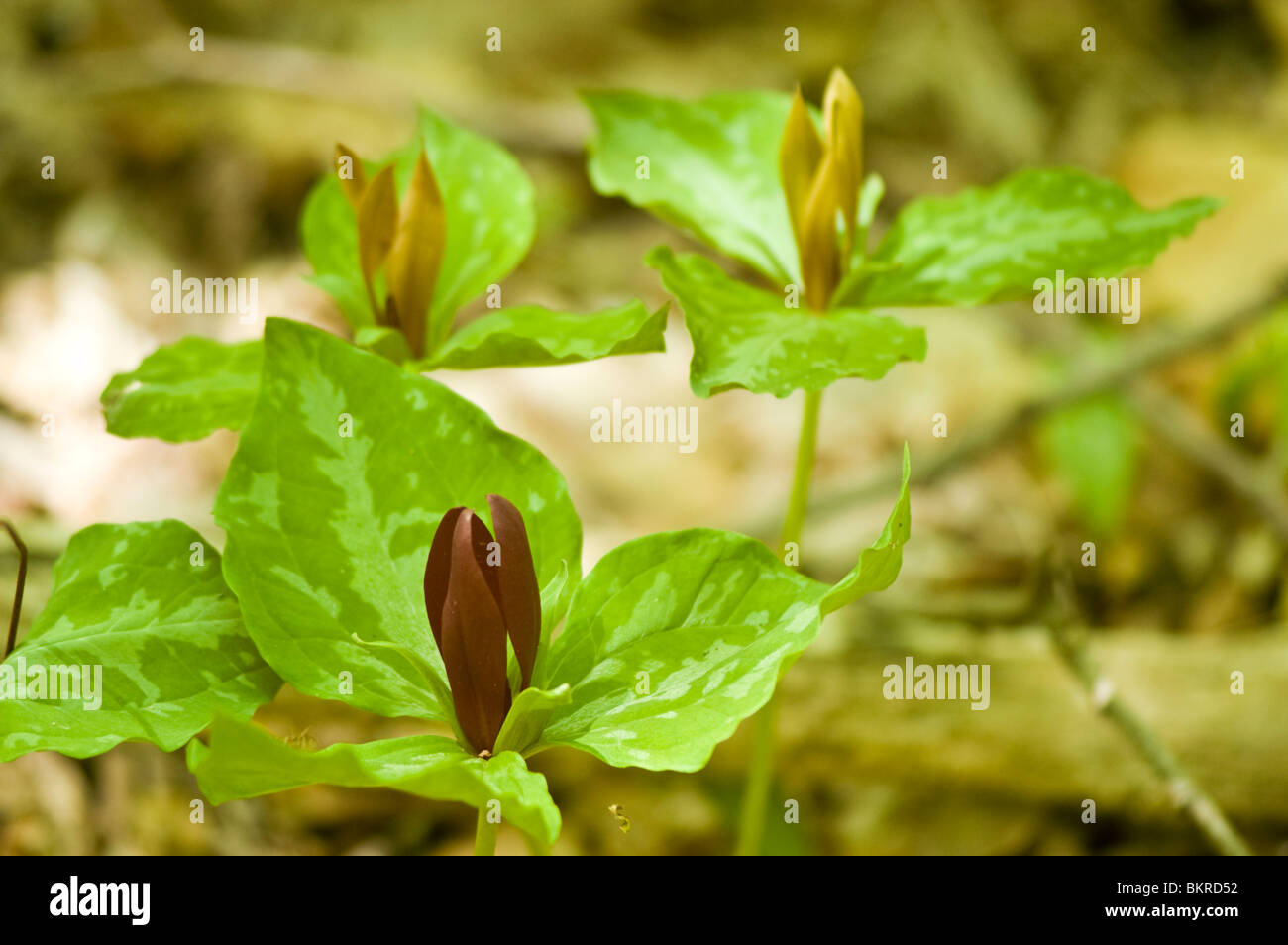 Trillium cuneatum, Sweet Betsy, with dark maroon flower buds and ...