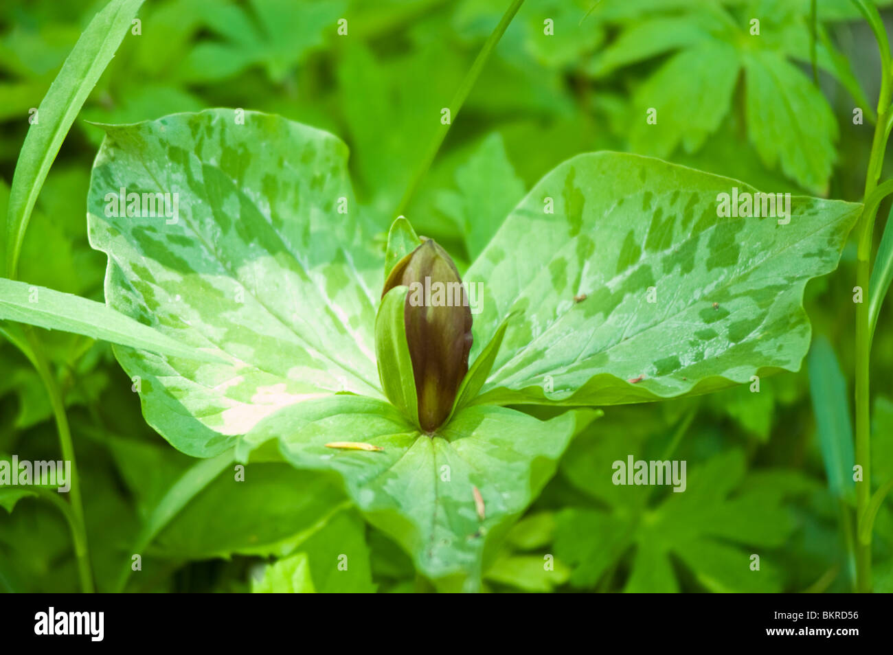 Trillium cuneatum, Sweet Betsy, featuring mottled green leaves and a ...