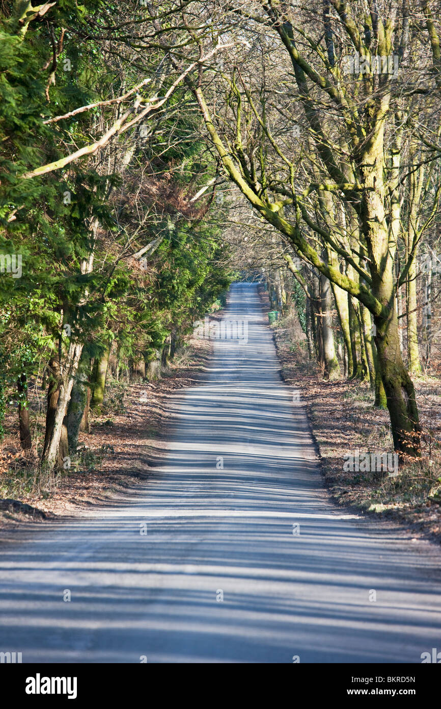 Dumfries, Scotland; A Road Lined With Trees Stock Photo - Alamy