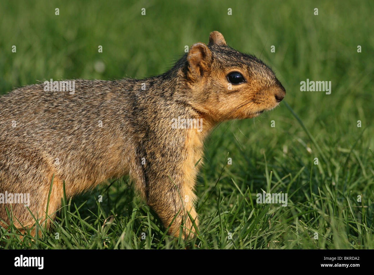 Eastern fox squirrel in hi-res stock photography and images - Alamy