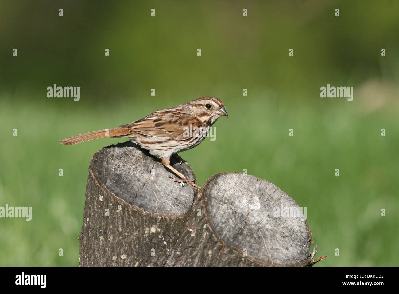 Bird with deformed beak hi-res stock photography and images - Alamy