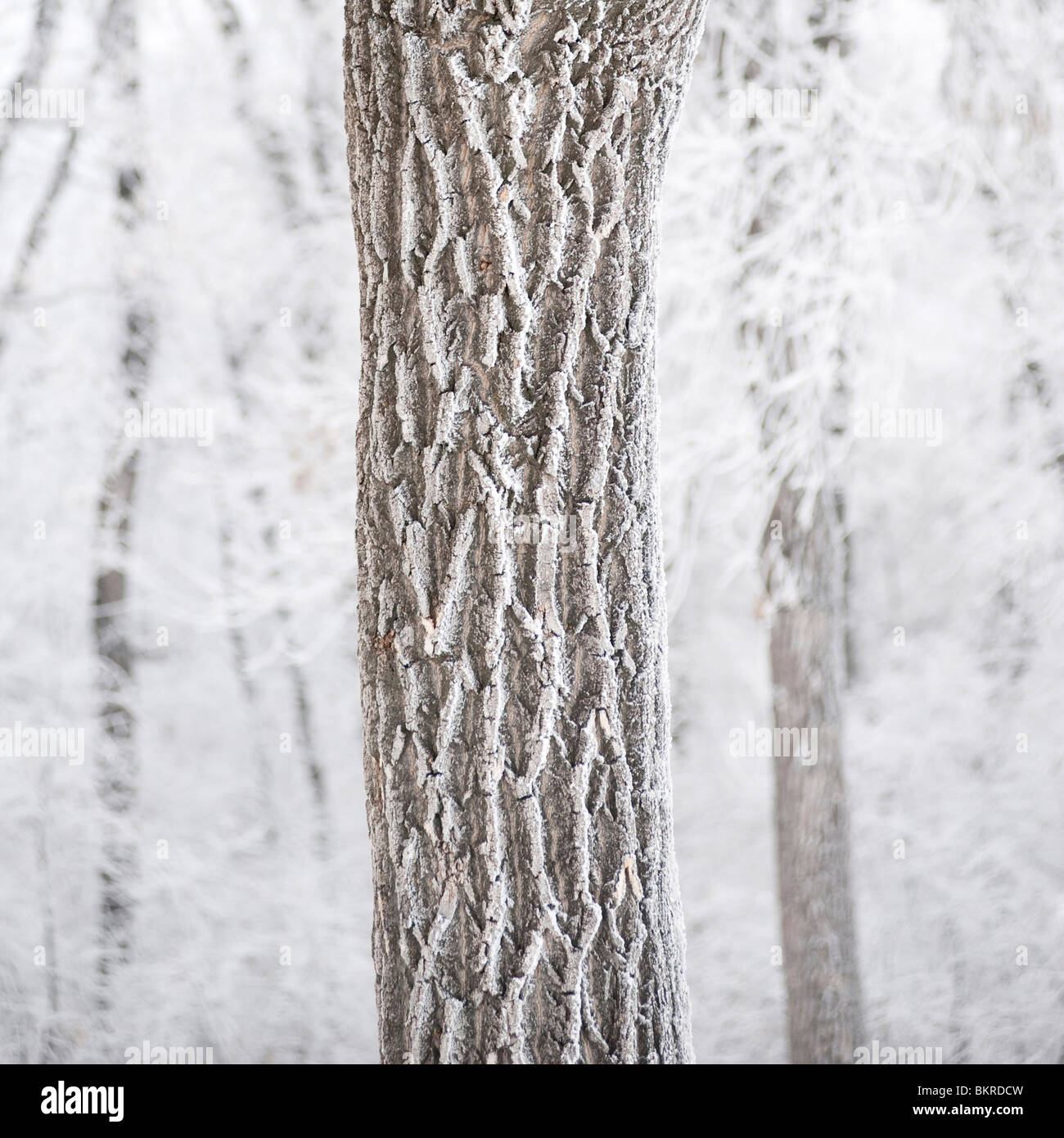 Square trunk tree hi-res stock photography and images - Alamy
