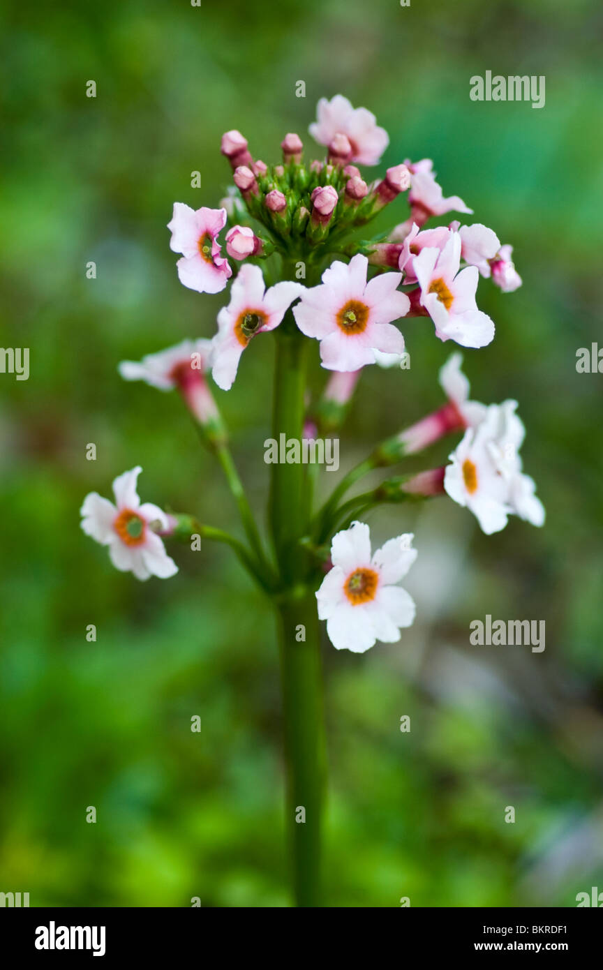 Japanese primrose primula japonica High Resolution Stock Photography ...