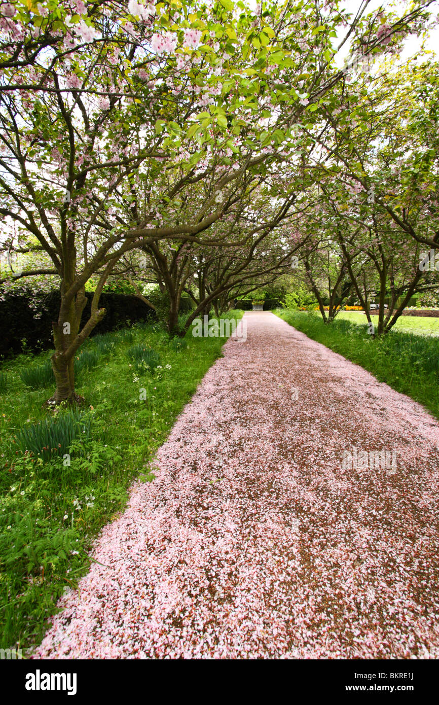 Petal strewn pathway in Spring, The Regents Park, London, United ...
