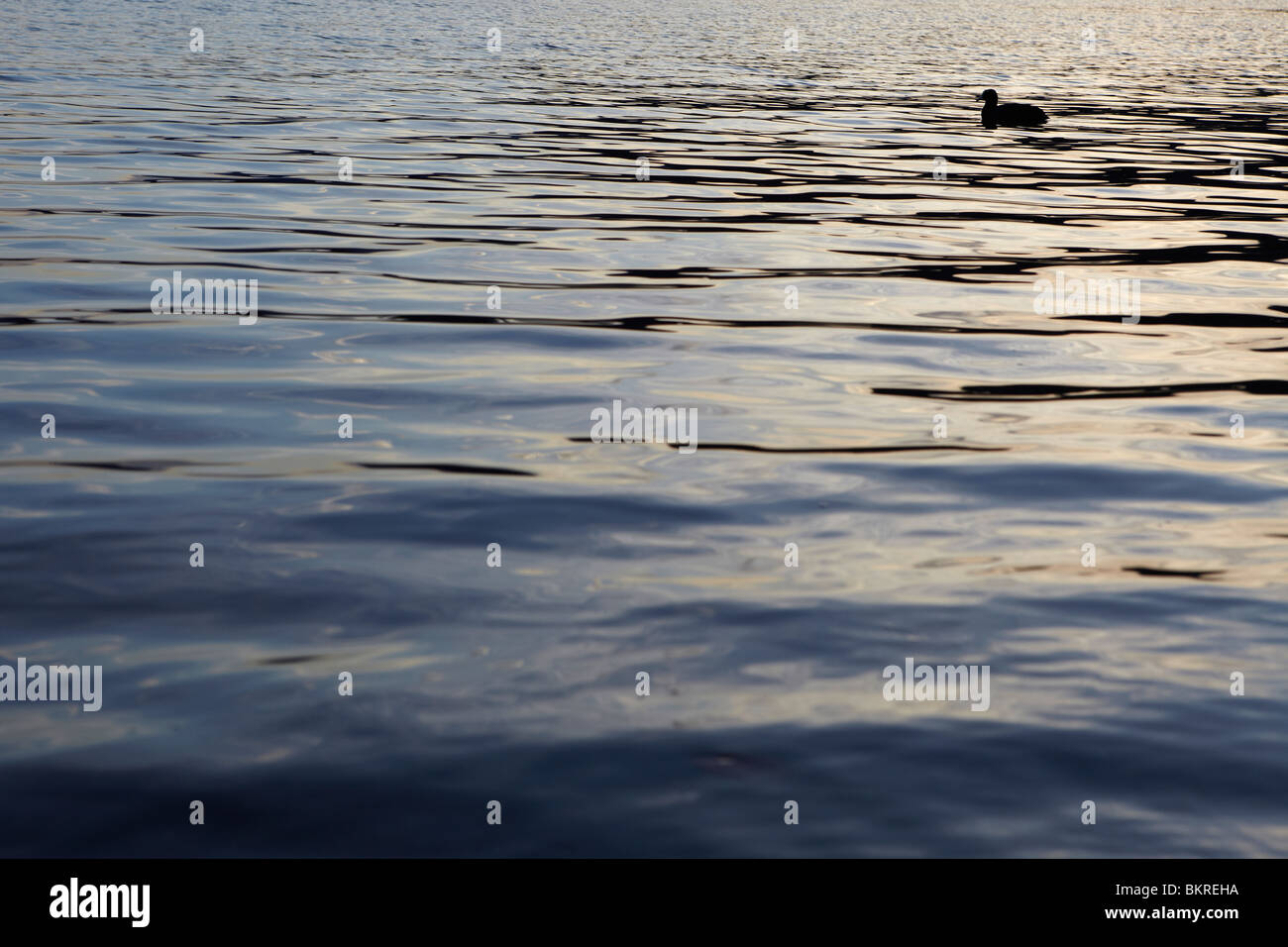 Water ripples and duck in Lugano, Switzerland Stock Photo - Alamy