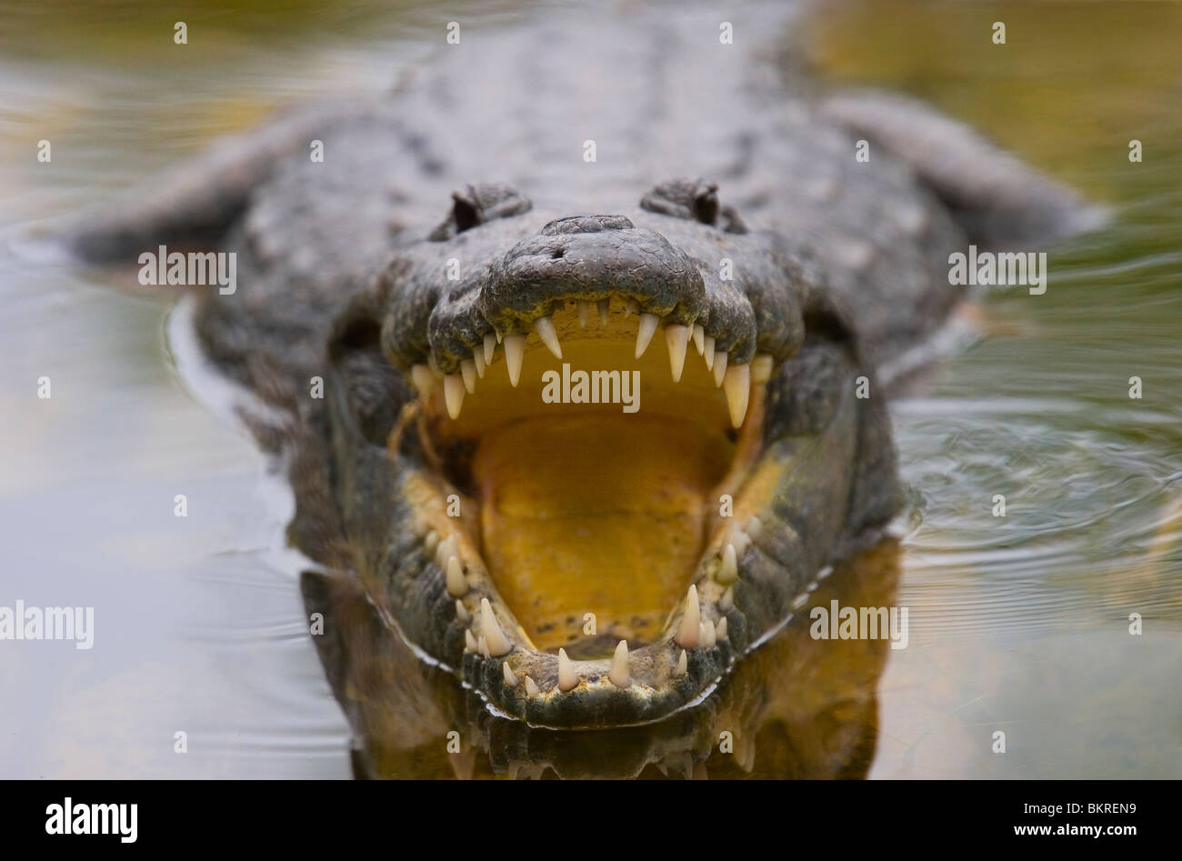 MORELET'S or BELIZE CROCODILE (Crocodylus moreleti) with open mouth ...