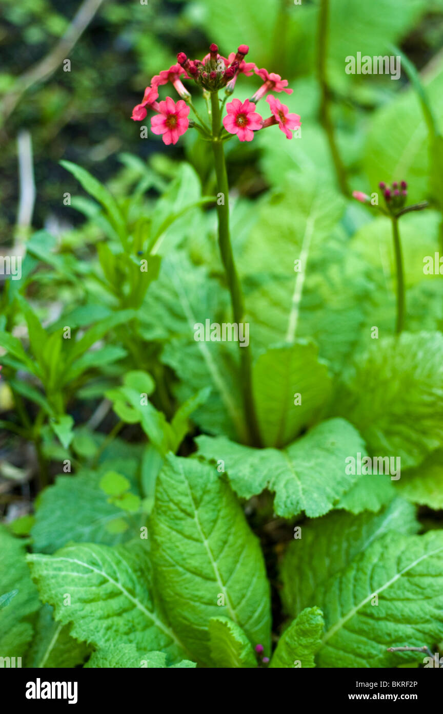 Red spring flowers of Japanese Primrose, Japanese Cowslip, Primula ...