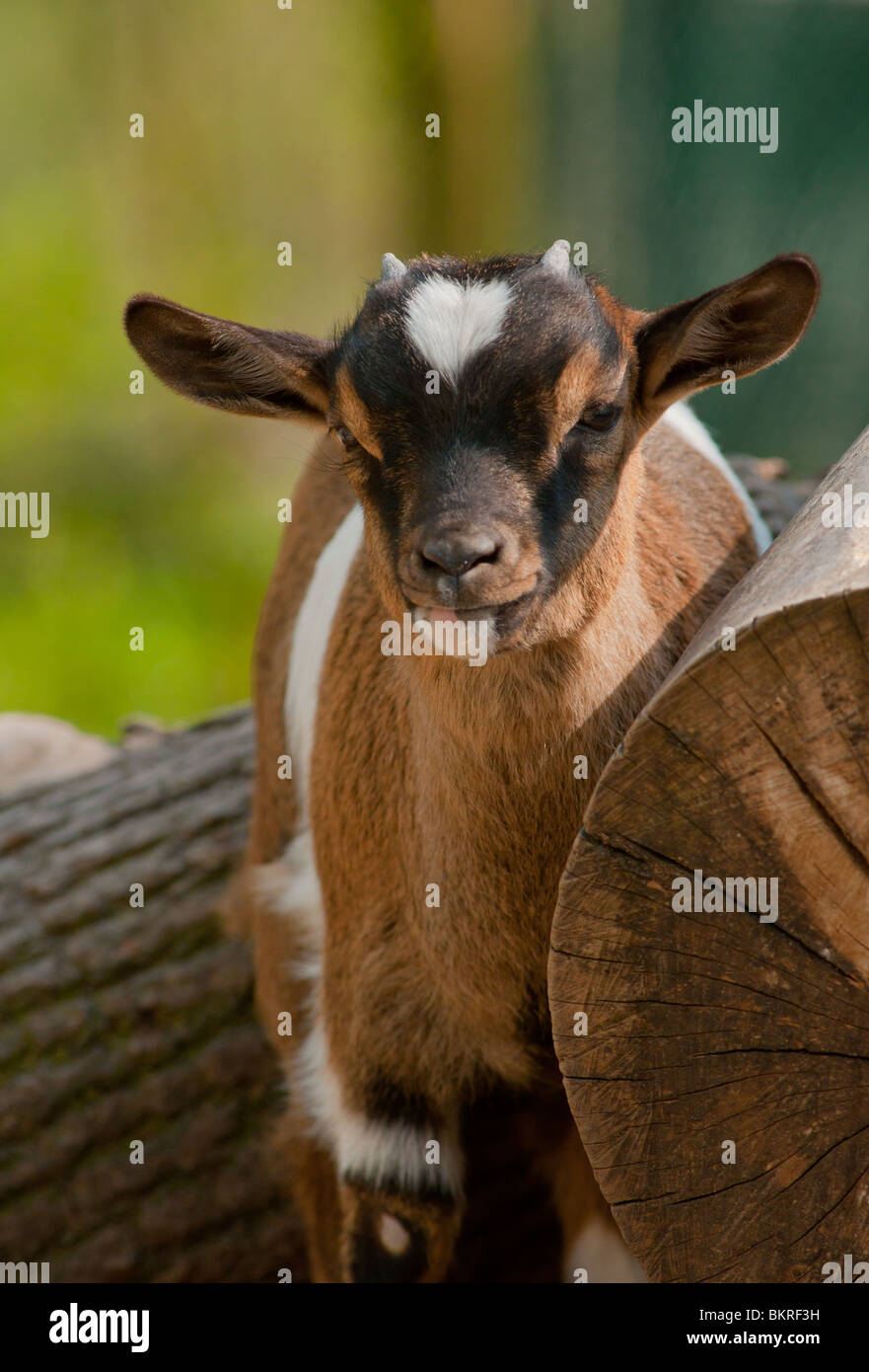 Cute baby goat Stock Photo - Alamy