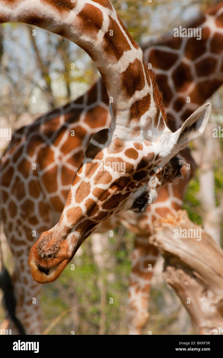 Giraffe eye level hi-res stock photography and images - Alamy