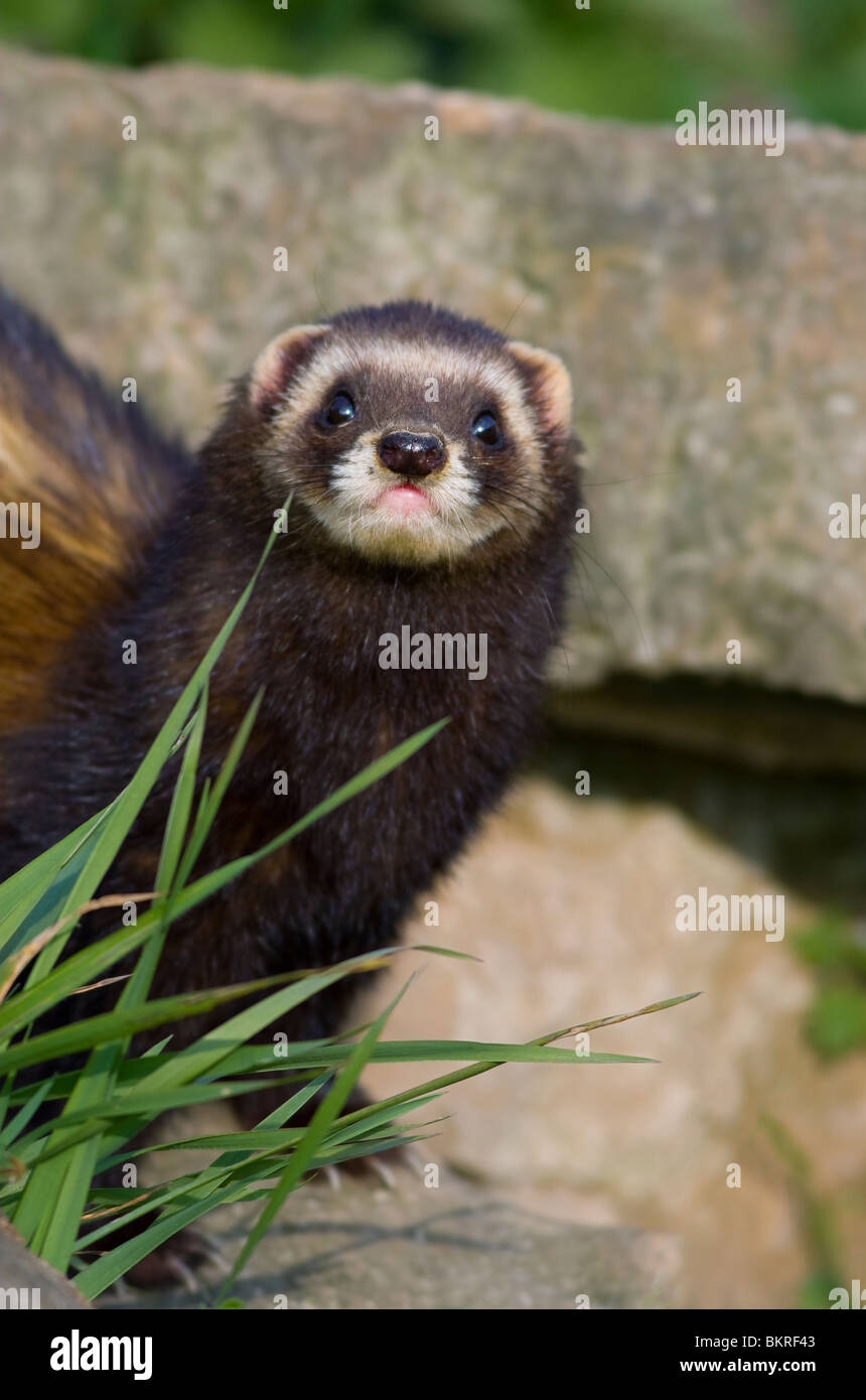 Polecats of the uk hi-res stock photography and images - Alamy