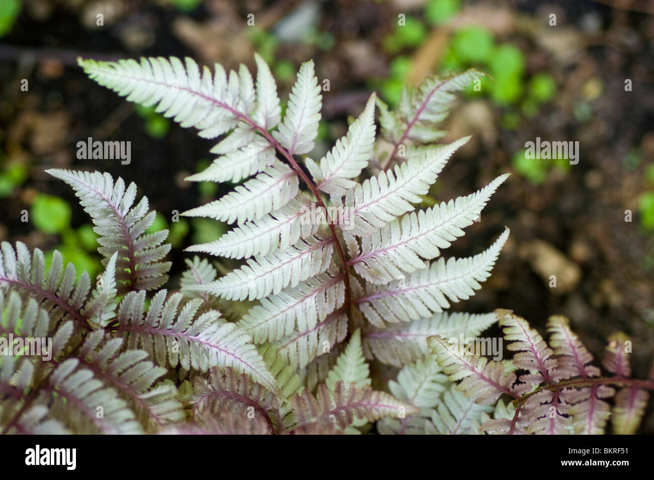 Athyrium niponicum var Pictum, Japanese painted fern, Woodsiaceae ...