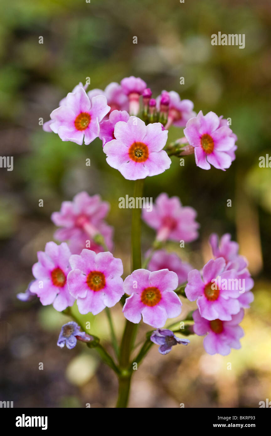 Japanese primrose primula japonica High Resolution Stock Photography ...