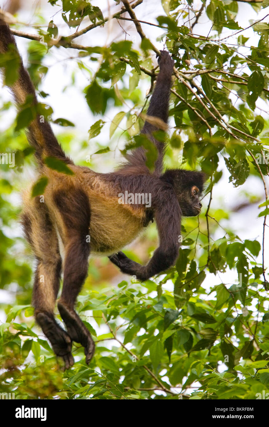 Tikal animals hi-res stock photography and images - Alamy