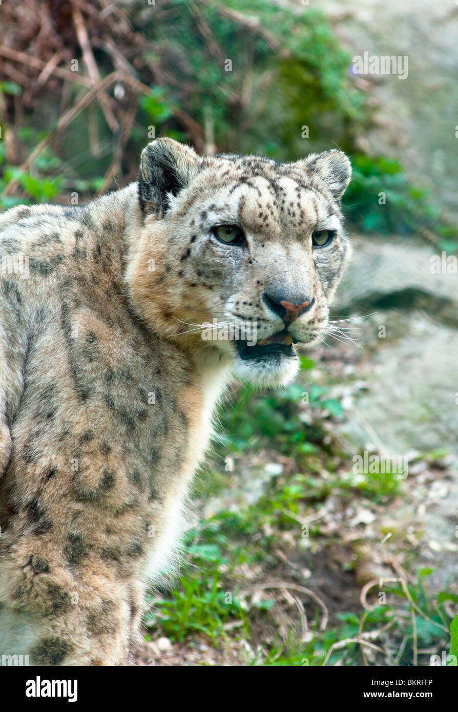 Leopard leopards close up up hi-res stock photography and images - Alamy