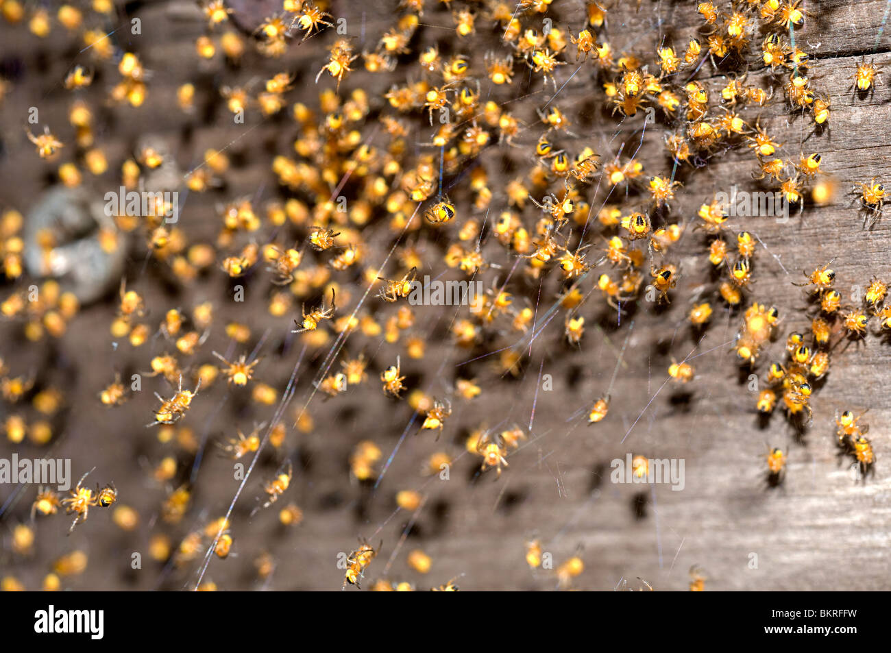 a 1000 golden spiders Stock Photo - Alamy