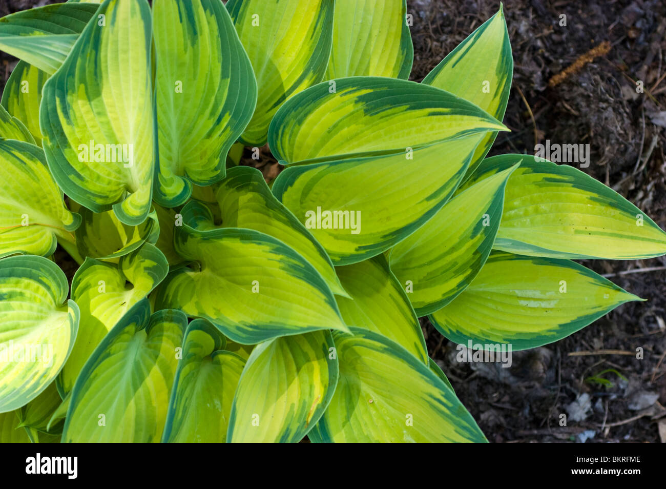 Yellow green leaves of Hosta June, Hostaceae, Plantain Lily Stock Photo ...