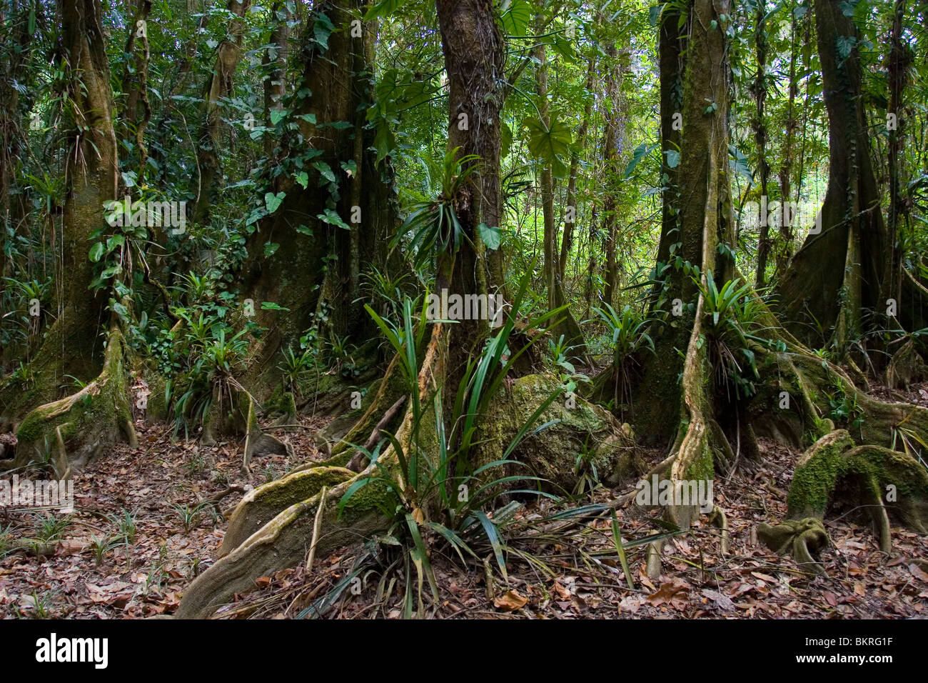 LOWLAND RAINFOREST INTERIOR with buttressed roots, Cockscomb Basin ...