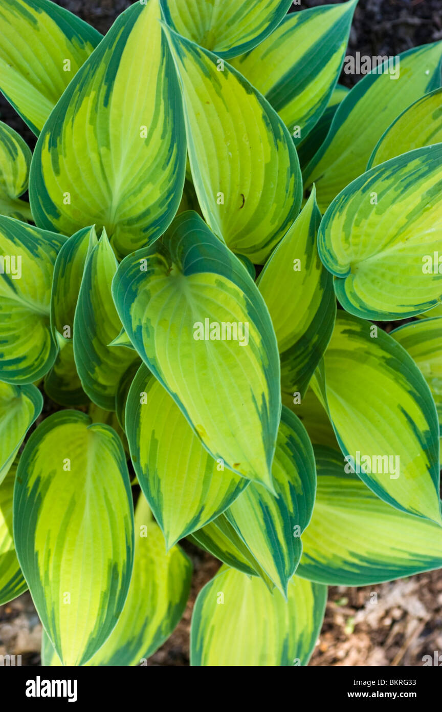 Hosta yellow leaves hi-res stock photography and images - Alamy