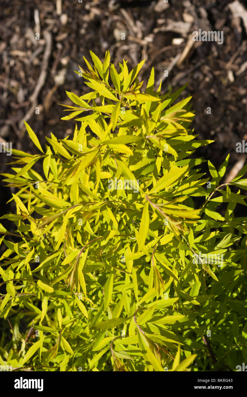 Yellow leaves of Spiraea Thunbergii Ogon, Mellow Yellow,Thunberg Spiera ...