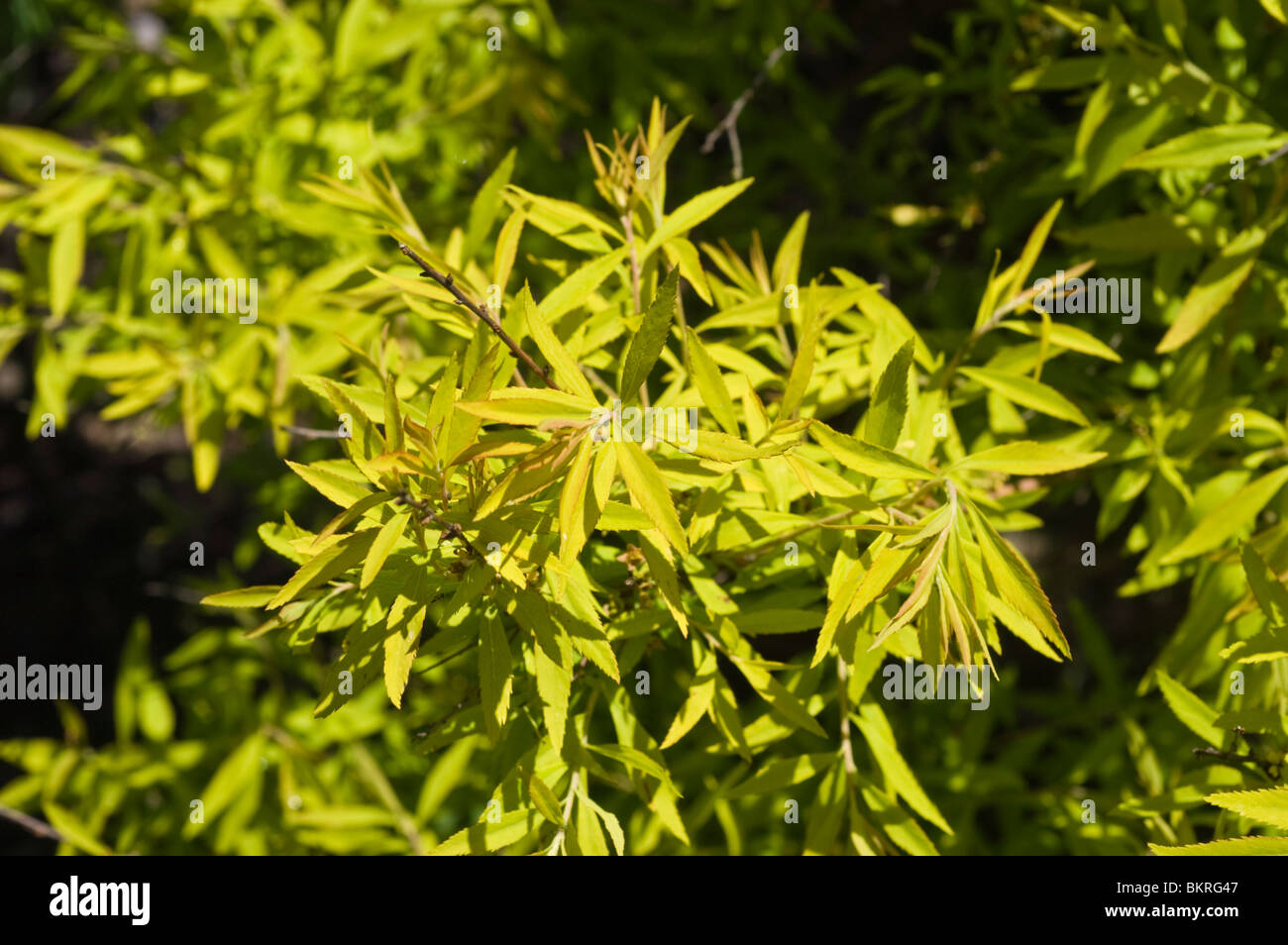 Yellow leaves of Spiraea Thunbergii Ogon, Mellow Yellow,Thunberg Spiera ...